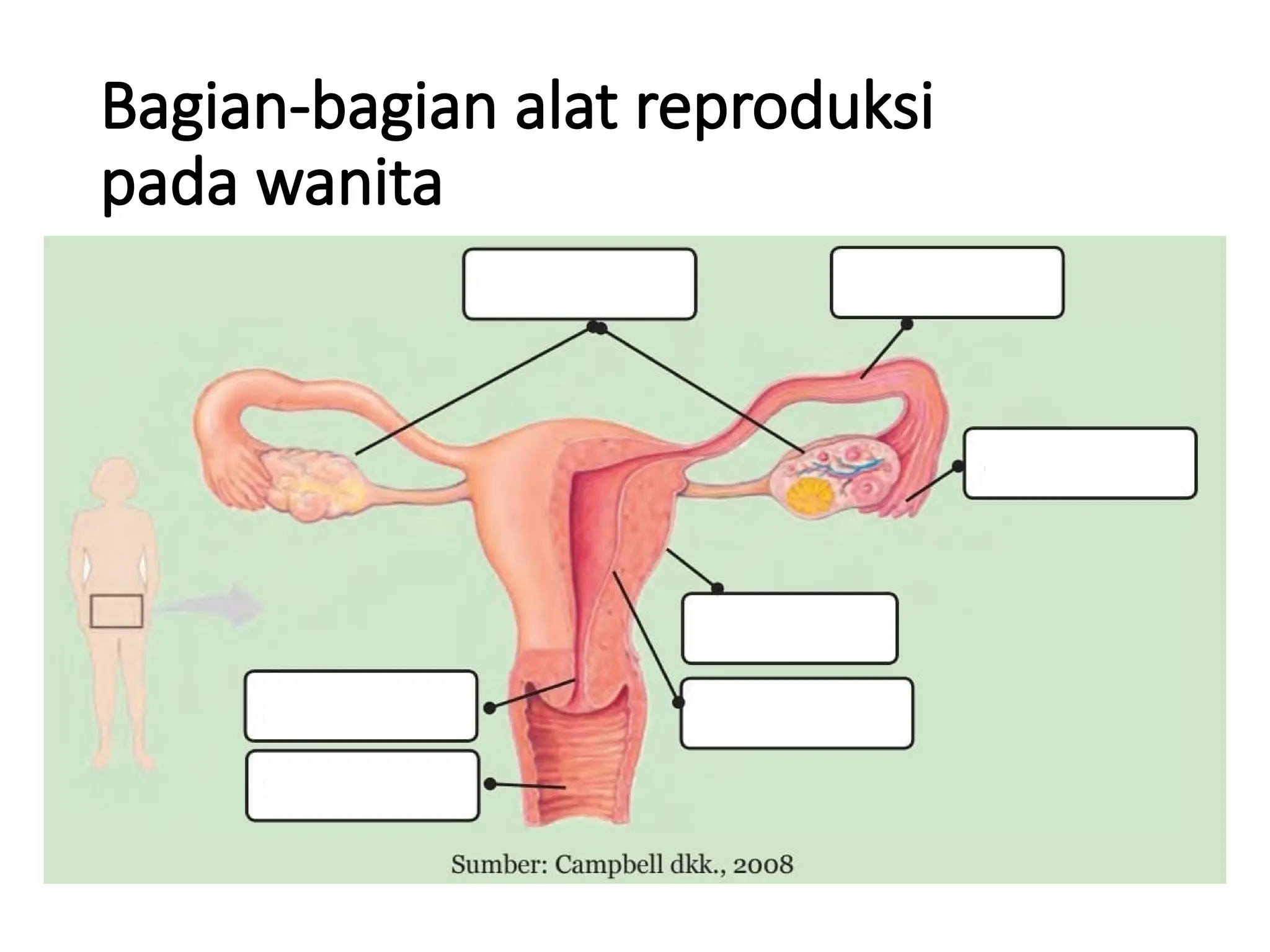 SISTEM REPRODUKSI PADA MANUSIA KELAS 9 KURIKULUM MERDEKA | PPTX