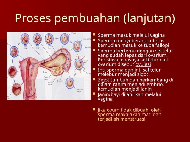 SISTEM REPRODUKSI PADA MANUSIA KELAS 9 KURIKULUM MERDEKA | PPTX