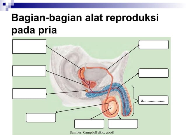 SISTEM REPRODUKSI PADA MANUSIA KELAS 9 KURIKULUM MERDEKA | PPTX
