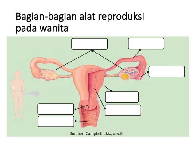 SISTEM REPRODUKSI PADA MANUSIA KELAS 9 KURIKULUM MERDEKA | PPTX