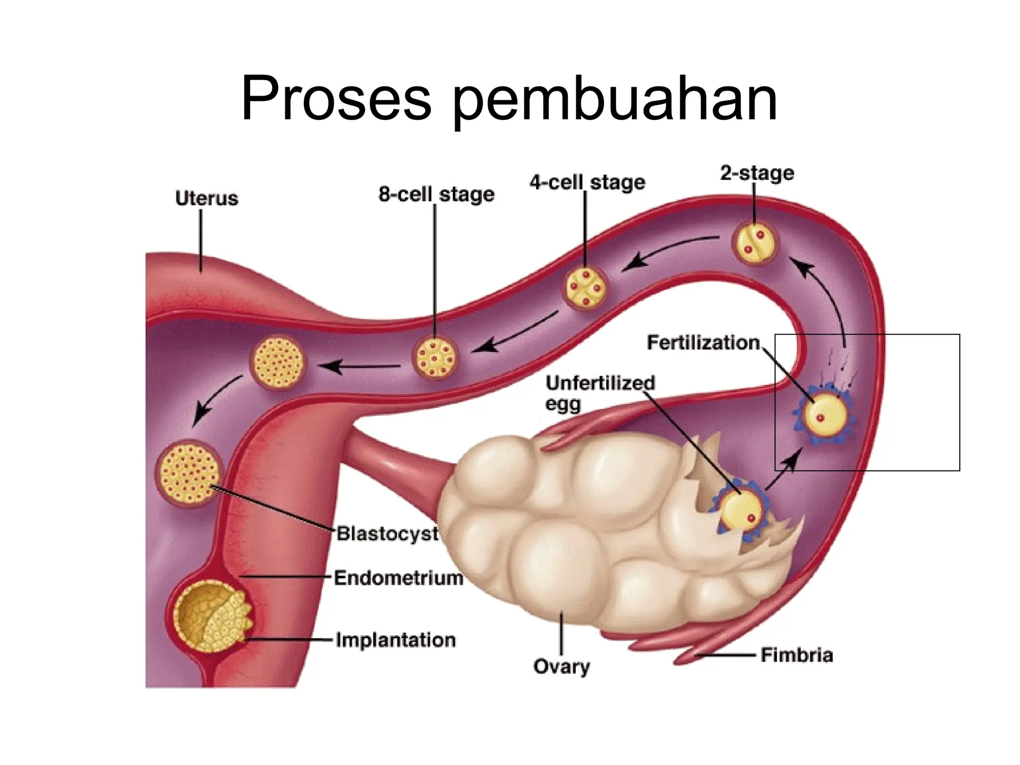 SISTEM REPRODUKSI PADA MANUSIA SMP kelas ix.ppt