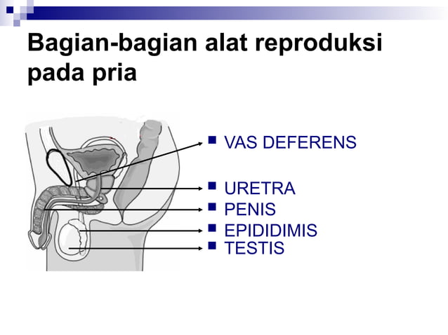 SISTEM REPRODUKSI PADA MANUSIA SMP kelas ix.ppt