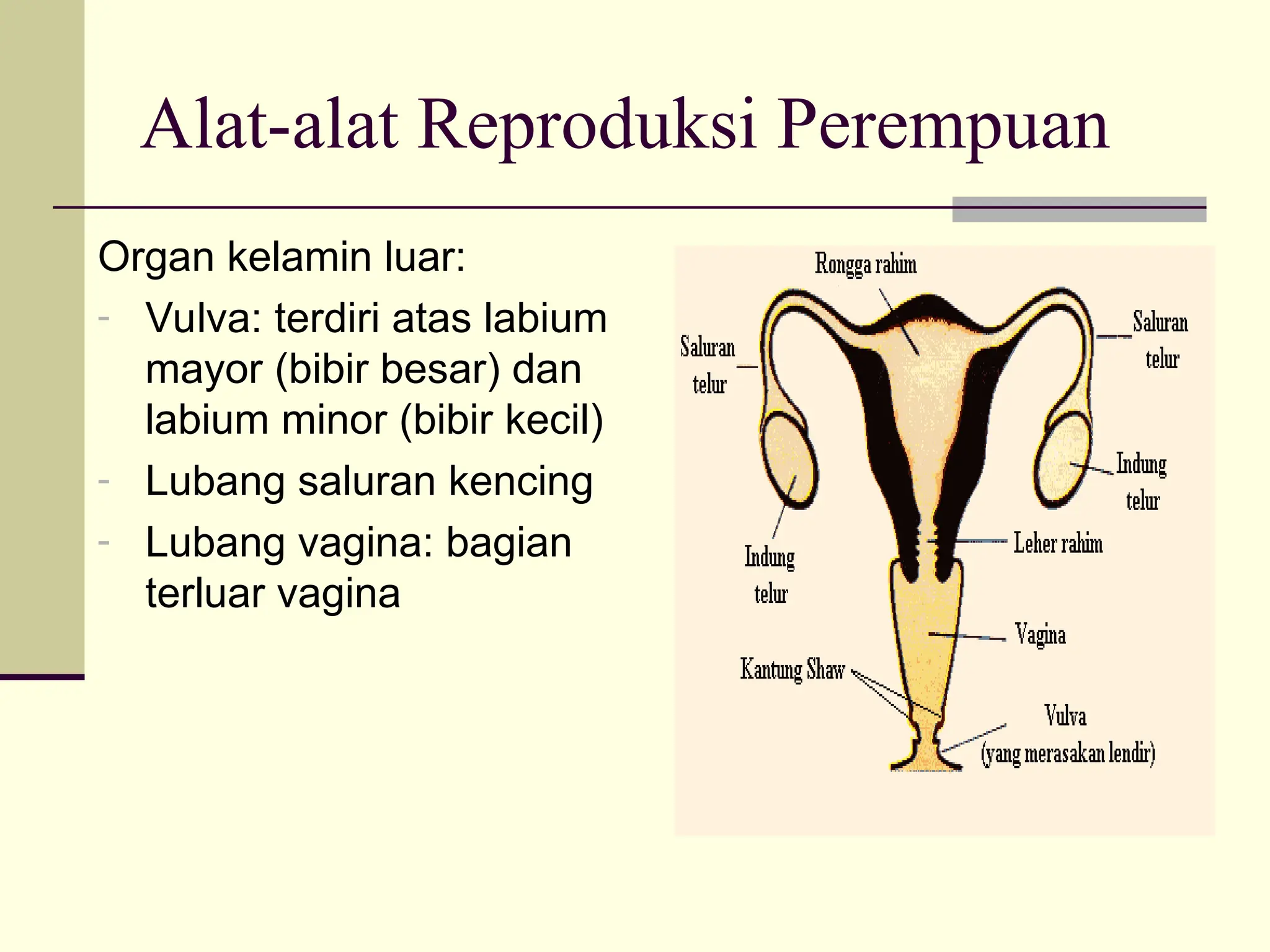 SISTEM REPRODUKSI PADA MANUSIA BIOLOGI KELAS 11.ppt