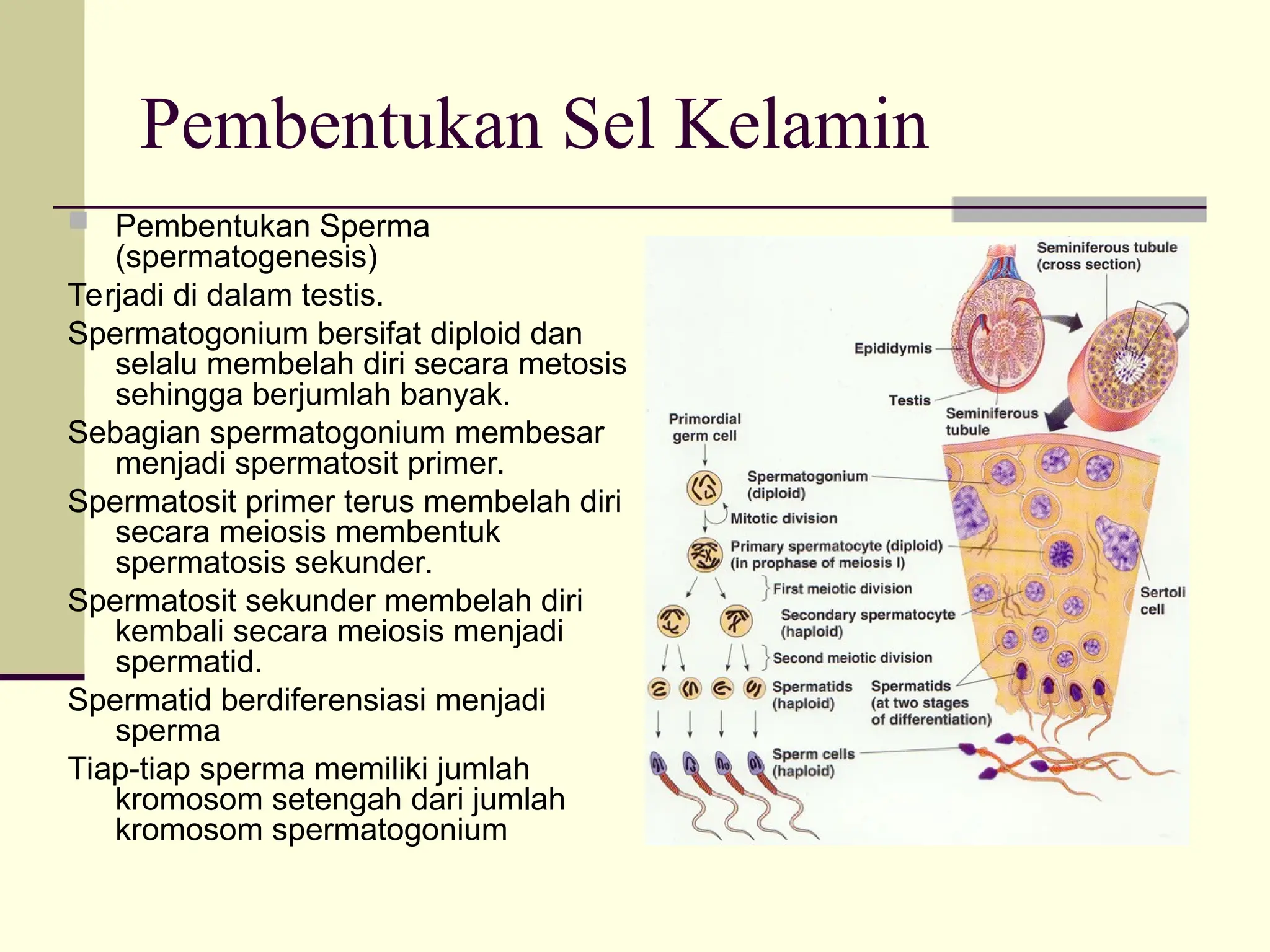 SISTEM REPRODUKSI PADA MANUSIA BIOLOGI KELAS 11.ppt