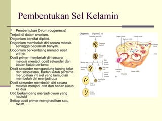 SISTEM REPRODUKSI PADA MANUSIA BIOLOGI KELAS 11.ppt