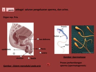 SISTEM REPRODUKSI PADA MANUSIA kls 9.pptx