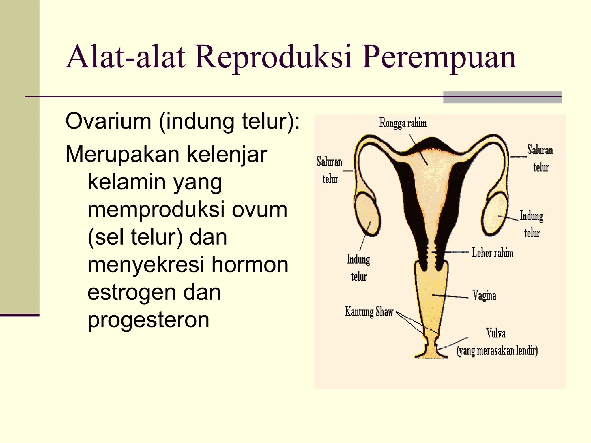 Sistem reproduksi pada manusia kelas 9 smp | PPT