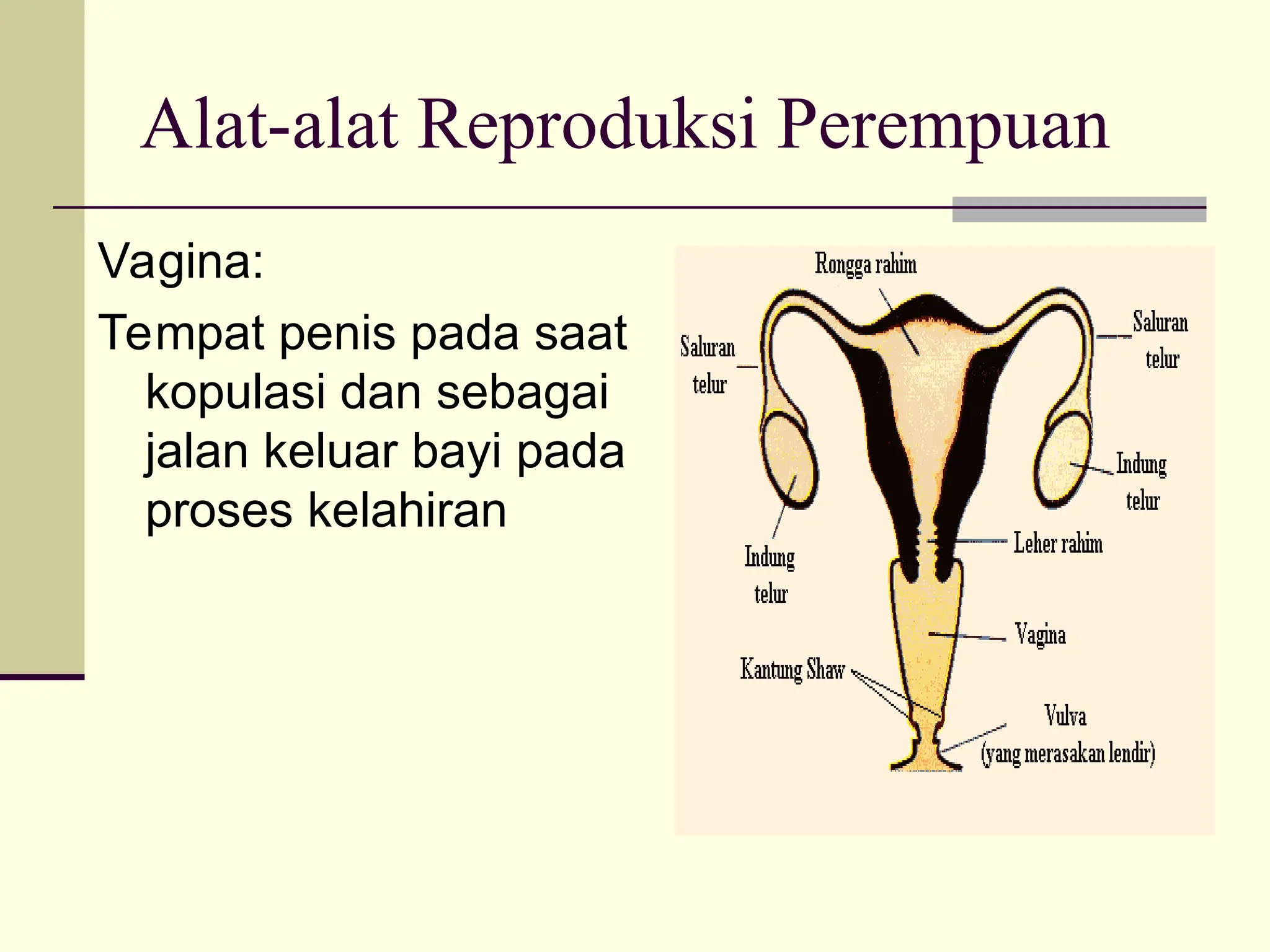 SISTEM_REPRODUKSI_PADA_MANUSIA_Power_Poi.ppt