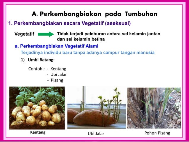 Sistem_Reproduksi_pada_Tumbuhan_dan_Hewan.pdf