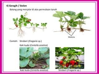 Sistem_Reproduksi_pada_Tumbuhan_dan_Hewan.pdf