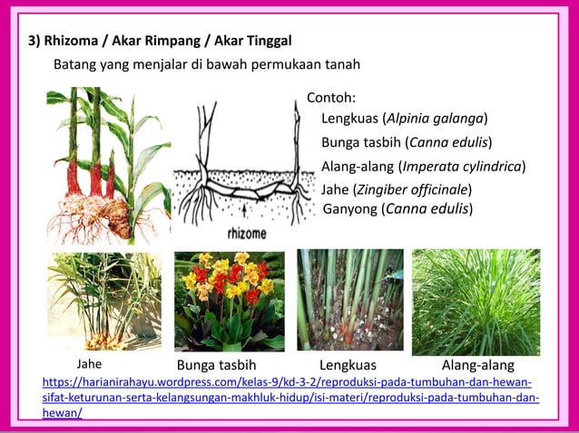 Sistem_Reproduksi_pada_Tumbuhan_dan_Hewan.pdf