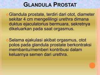 Sistem Reproduksi Pria | PPTX