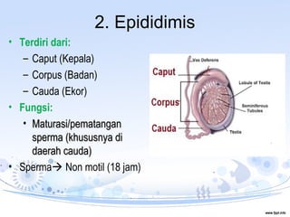 SISTEM REPRODUKSI PRIA | PPT