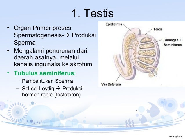 SISTEM REPRODUKSI PRIA