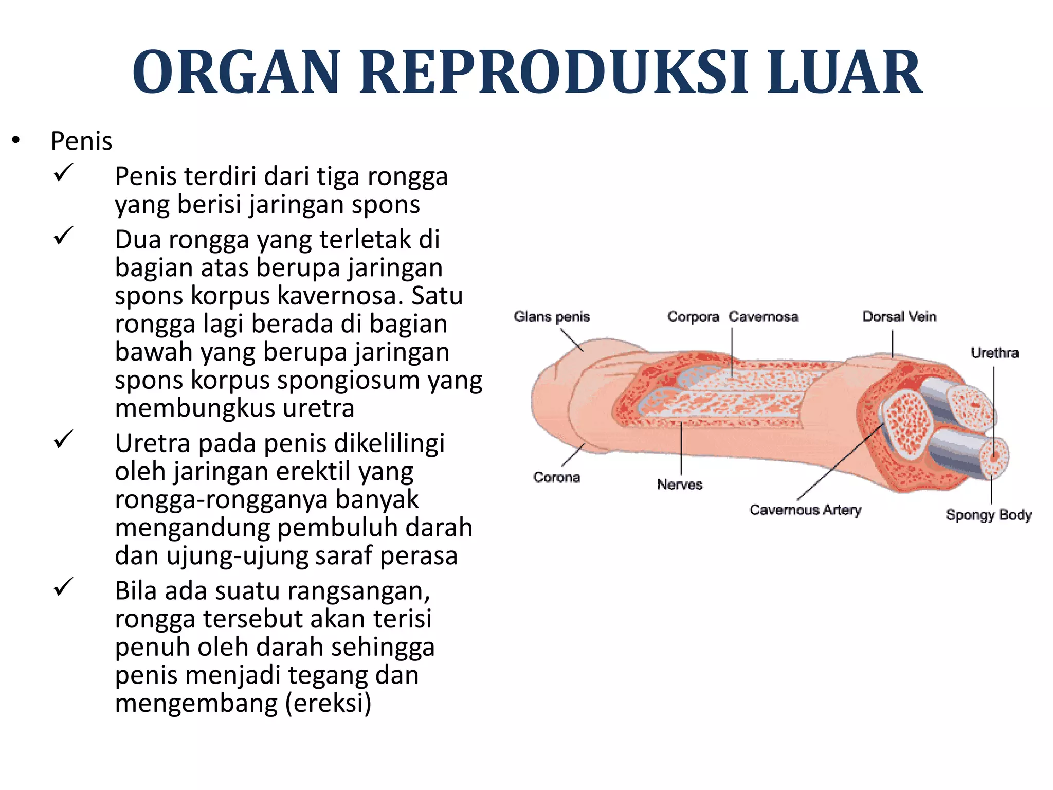 SISTEM REPRODUKSI PRIA.pdf