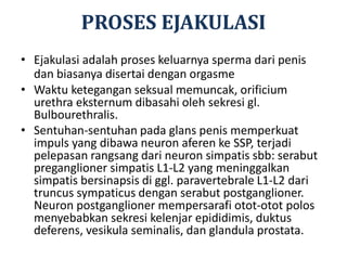 SISTEM REPRODUKSI PRIA.pdf