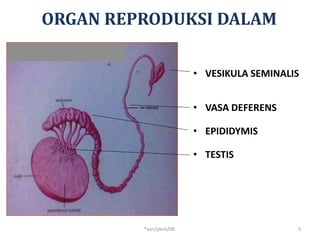SISTEM REPRODUKSI PRIA.pdf