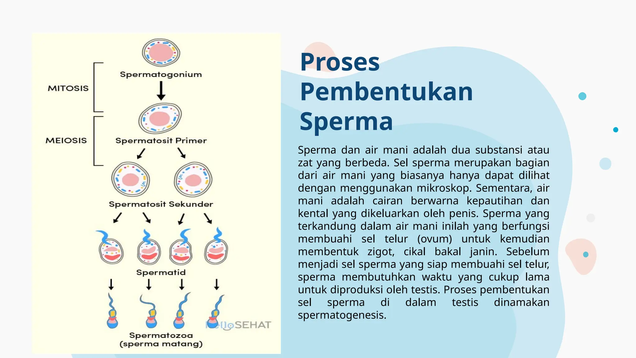 Anatomi Sistem Reproduksi pada Pria.pptx