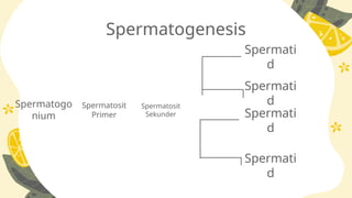 Sistem Reproduksi Pria (Morfologi dan Anatomi).pptx