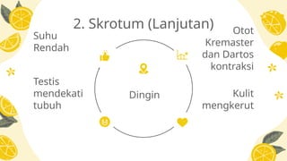 Sistem Reproduksi Pria (Morfologi dan Anatomi).pptx