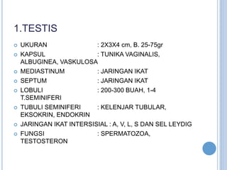 Sistem reproduksi pria2 | PPTX