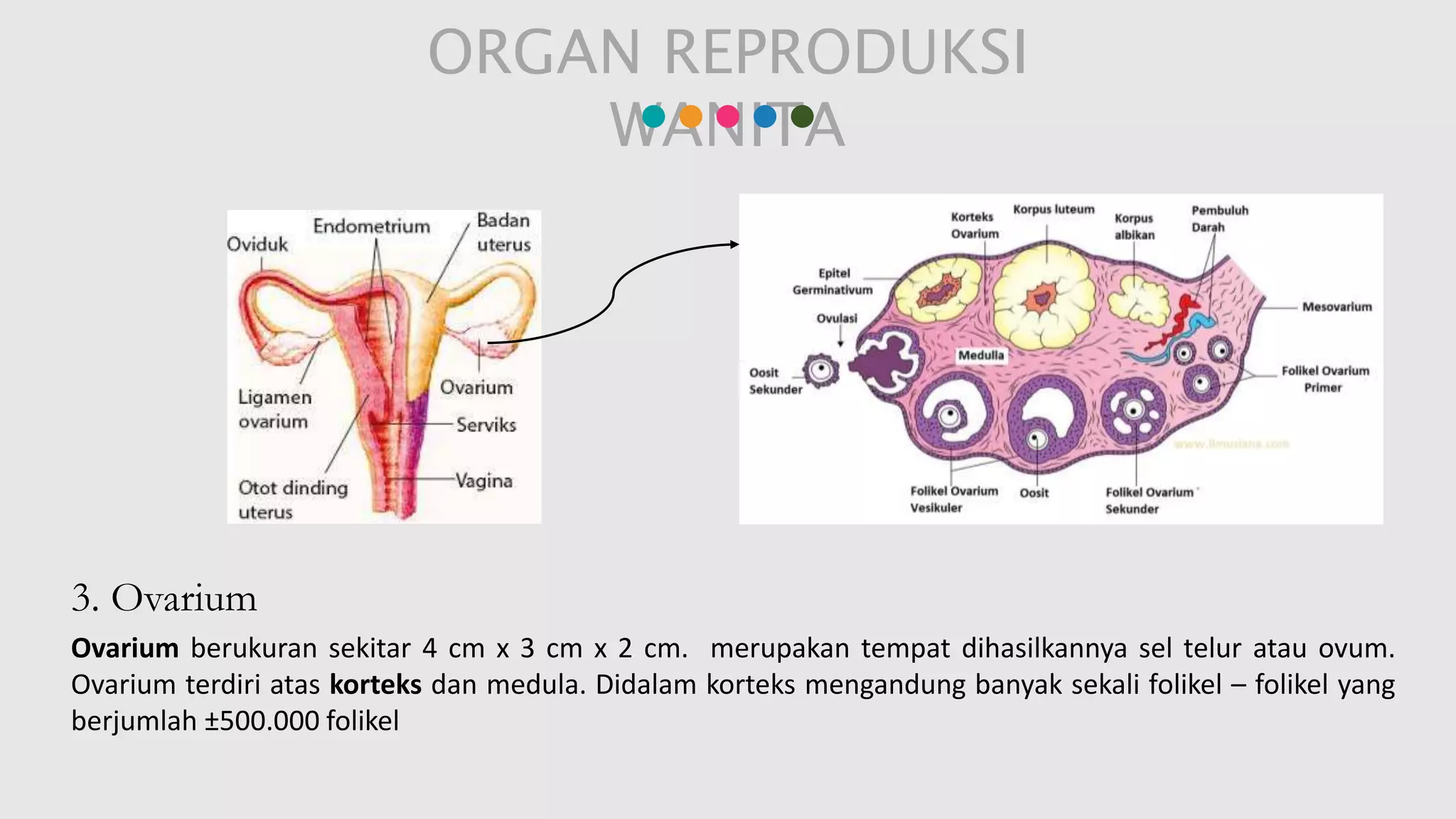 Sistem reproduksi pria dan wanita | PPTX