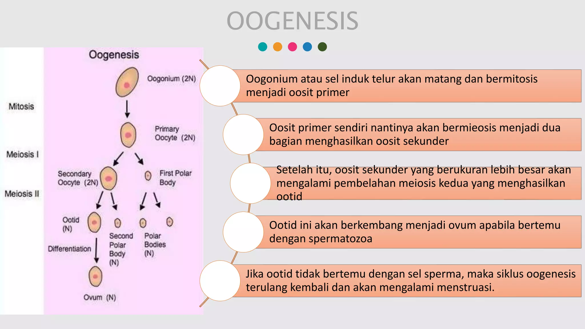 Sistem reproduksi pria dan wanita | PPTX