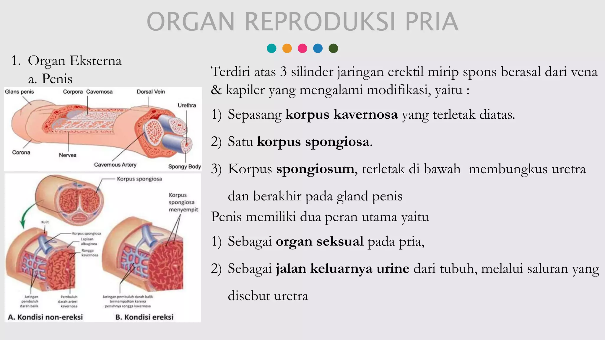 Sistem reproduksi pria dan wanita | PPTX
