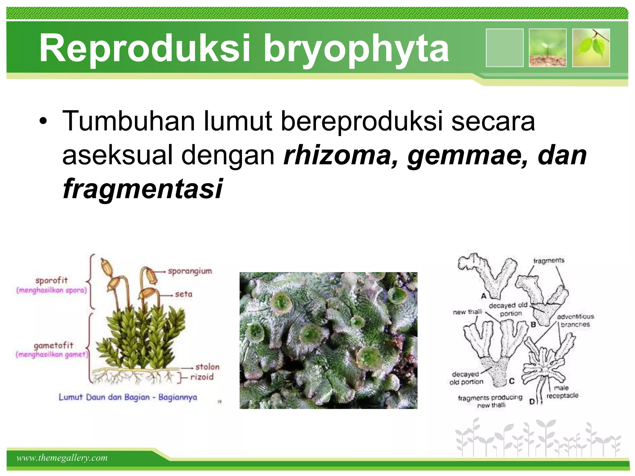 Sistem reproduksi tumbuhan | PPTX