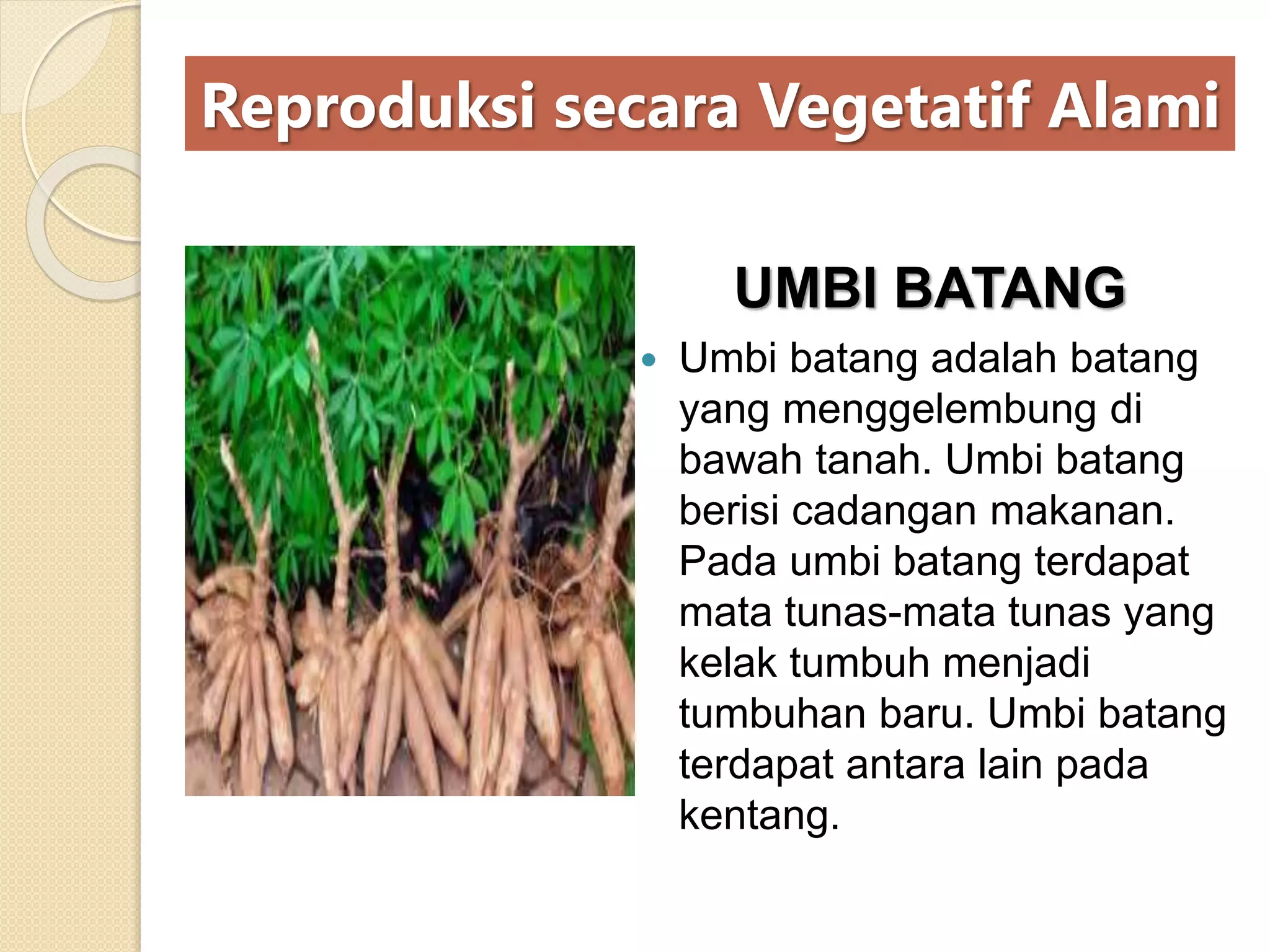 SISTEM REPRODUKSI TUMBUHAN.pptx