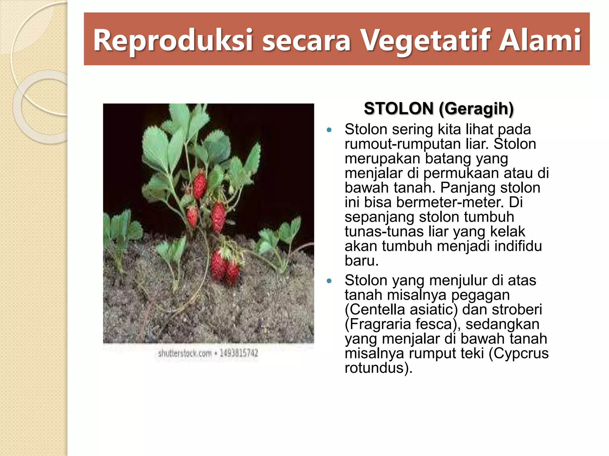 SISTEM REPRODUKSI TUMBUHAN.pptx