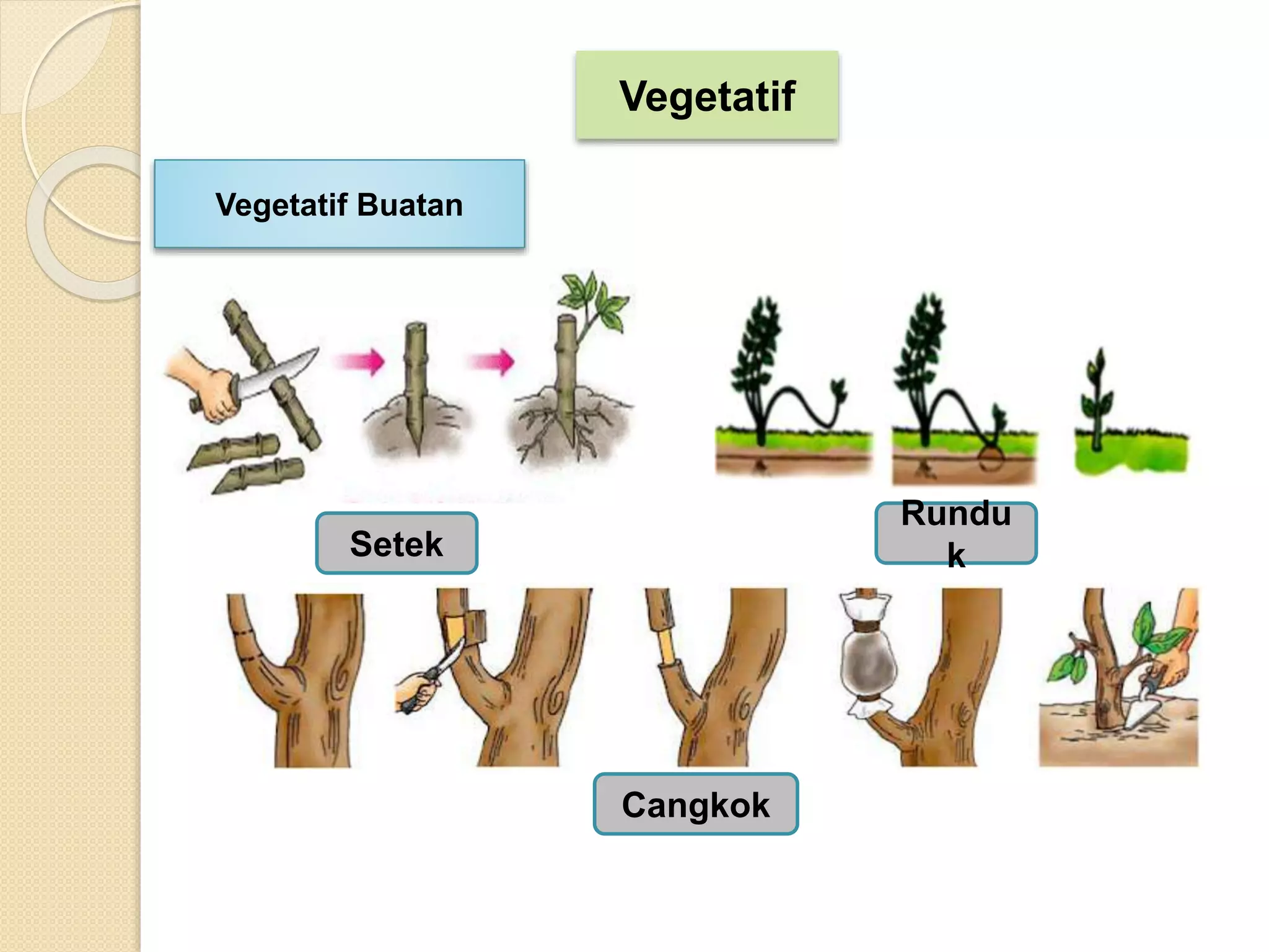 SISTEM REPRODUKSI TUMBUHAN.pptx