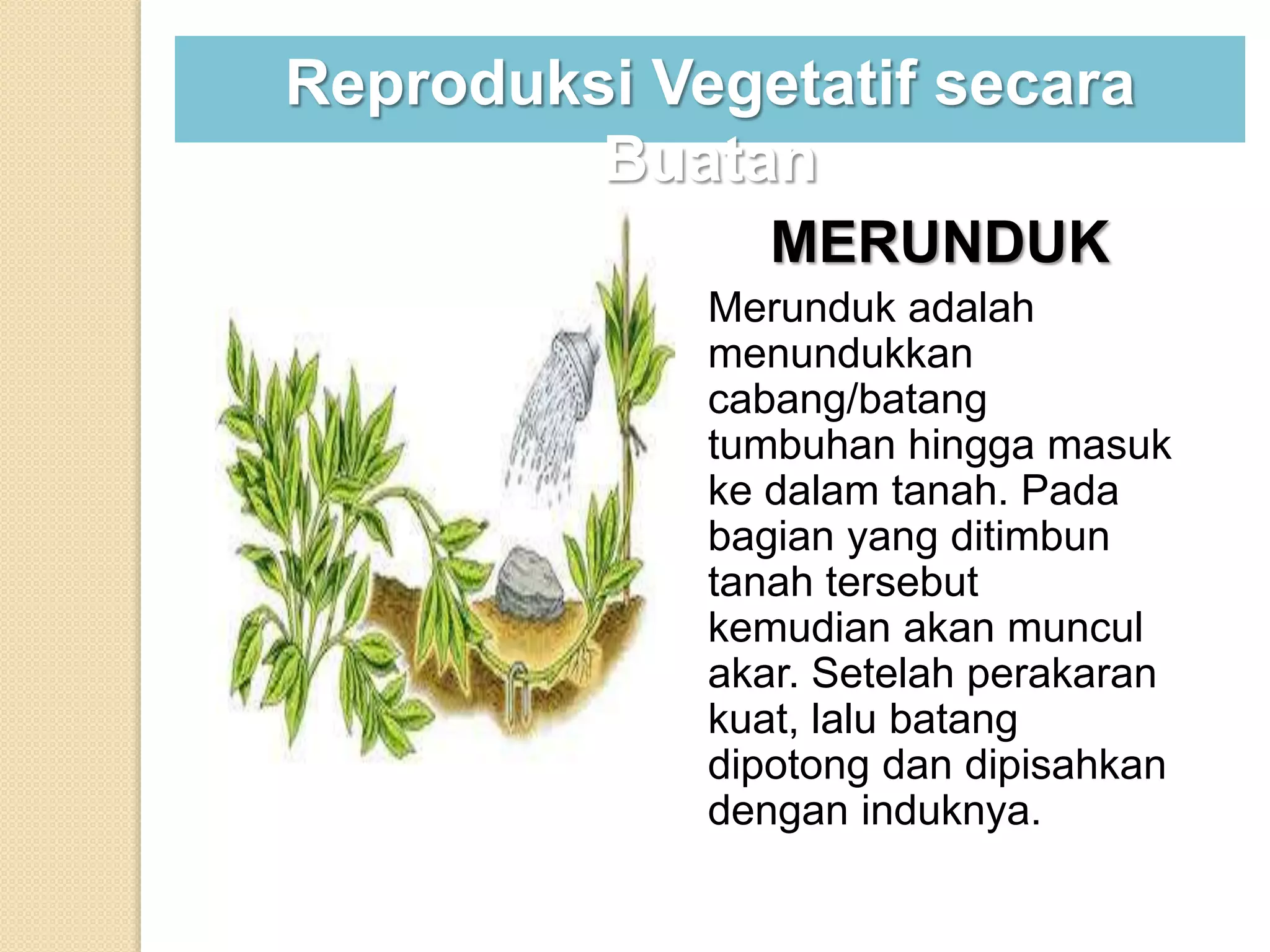 SISTEM REPRODUKSI TUMBUHAN.pptx