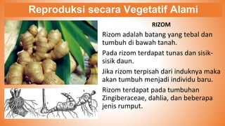 Sistem Reproduksi tumbuhan kelas 9 smp.pptx