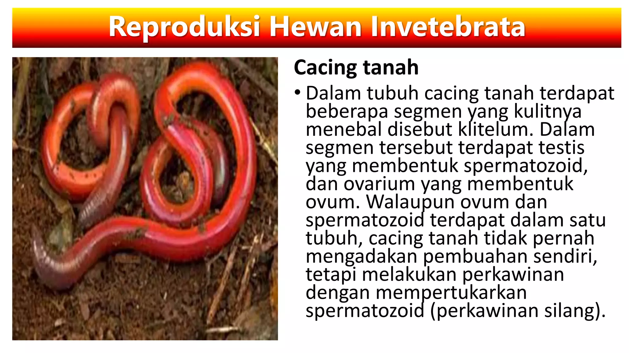 Sistem reproduksi tumbuhan dan hewan | PPTX