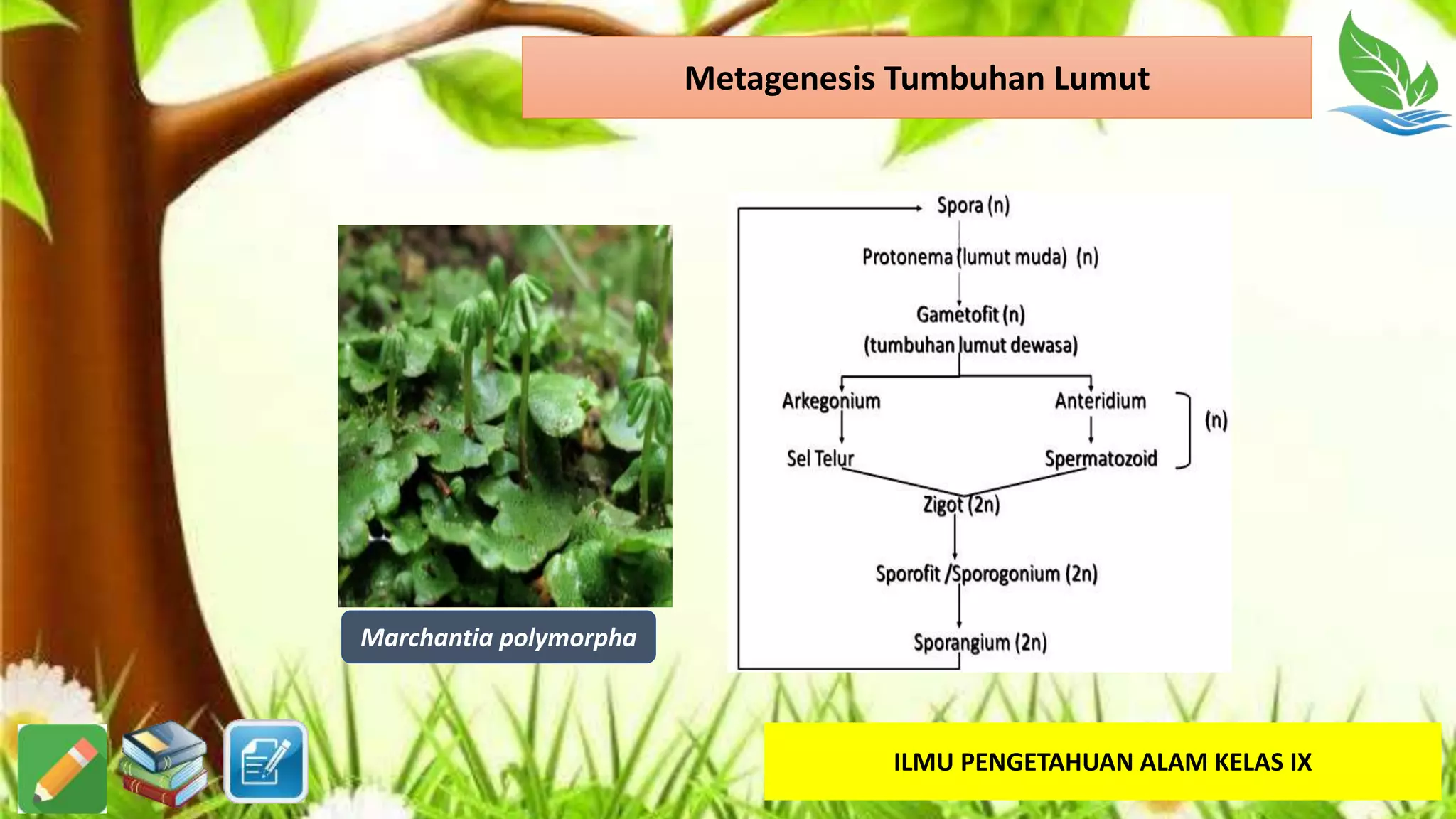 sistem reproduksi tumbuhan dan hewan.pptx