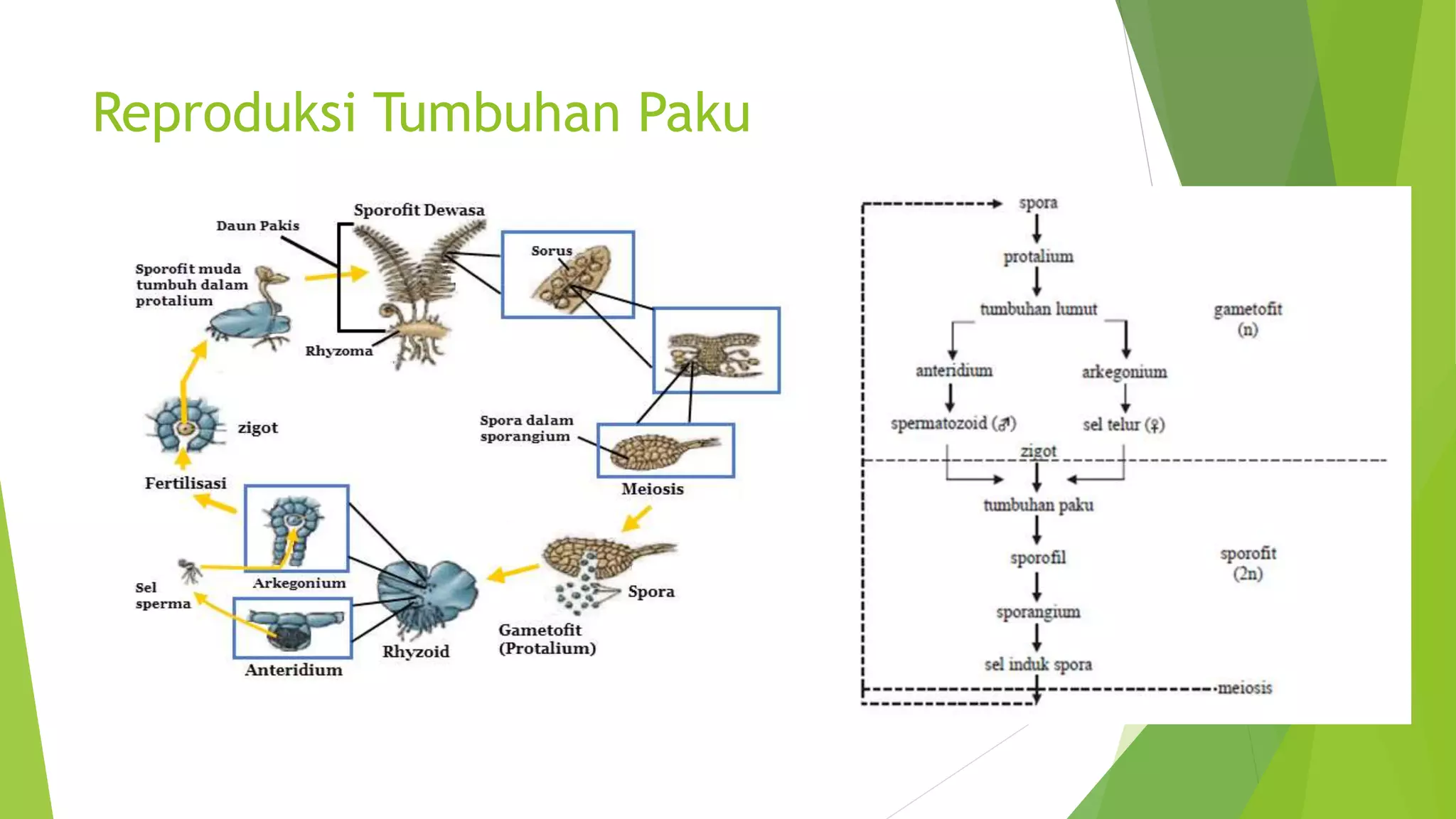 Sistem Reproduksi Tumbuhan dan Hewan.pptx