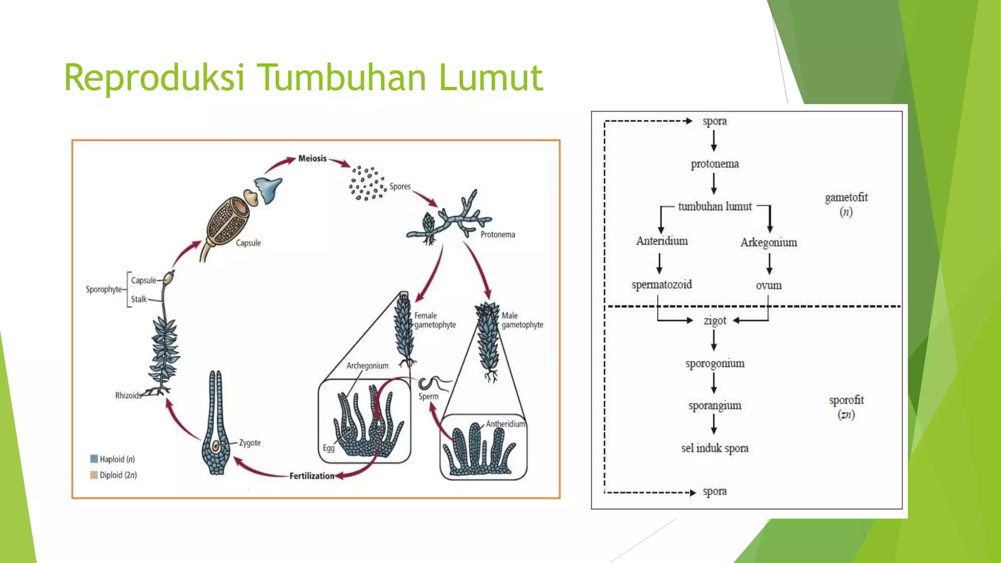 Sistem Reproduksi Tumbuhan dan Hewan.pptx