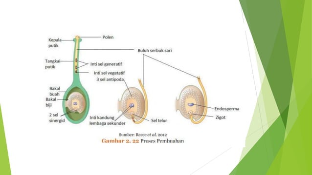 Sistem Reproduksi Tumbuhan dan Hewan.pptx