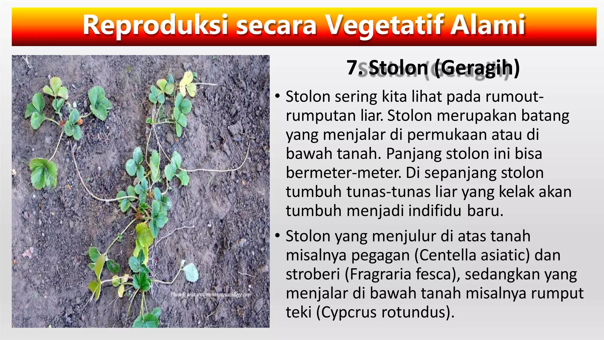 SISTEM REPRODUKSI TUMBUHAN DAN HEWAN 1.pptx