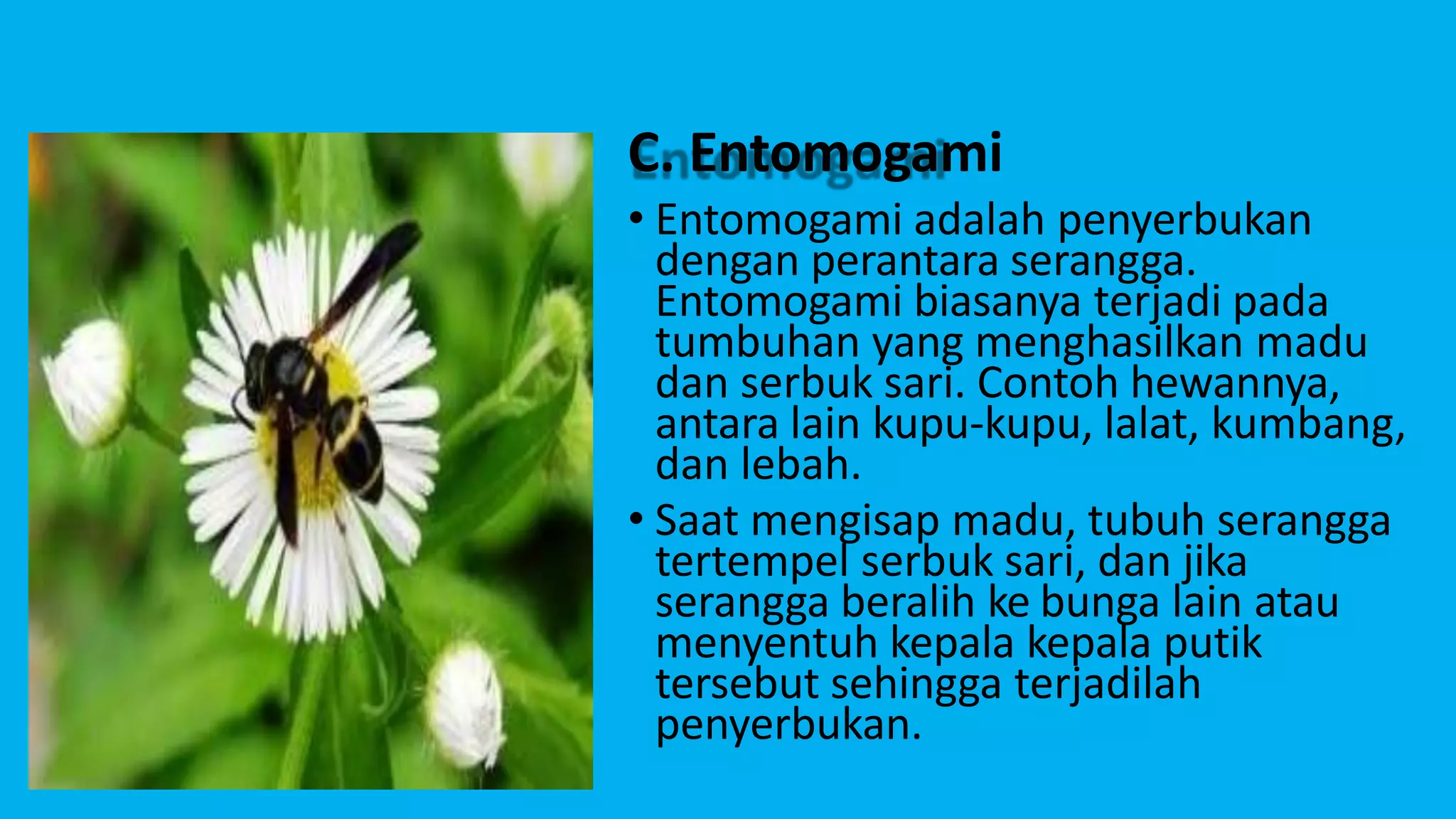 SISTEM REPRODUKSI TUMBUHAN DAN HEWAN 1.pptx