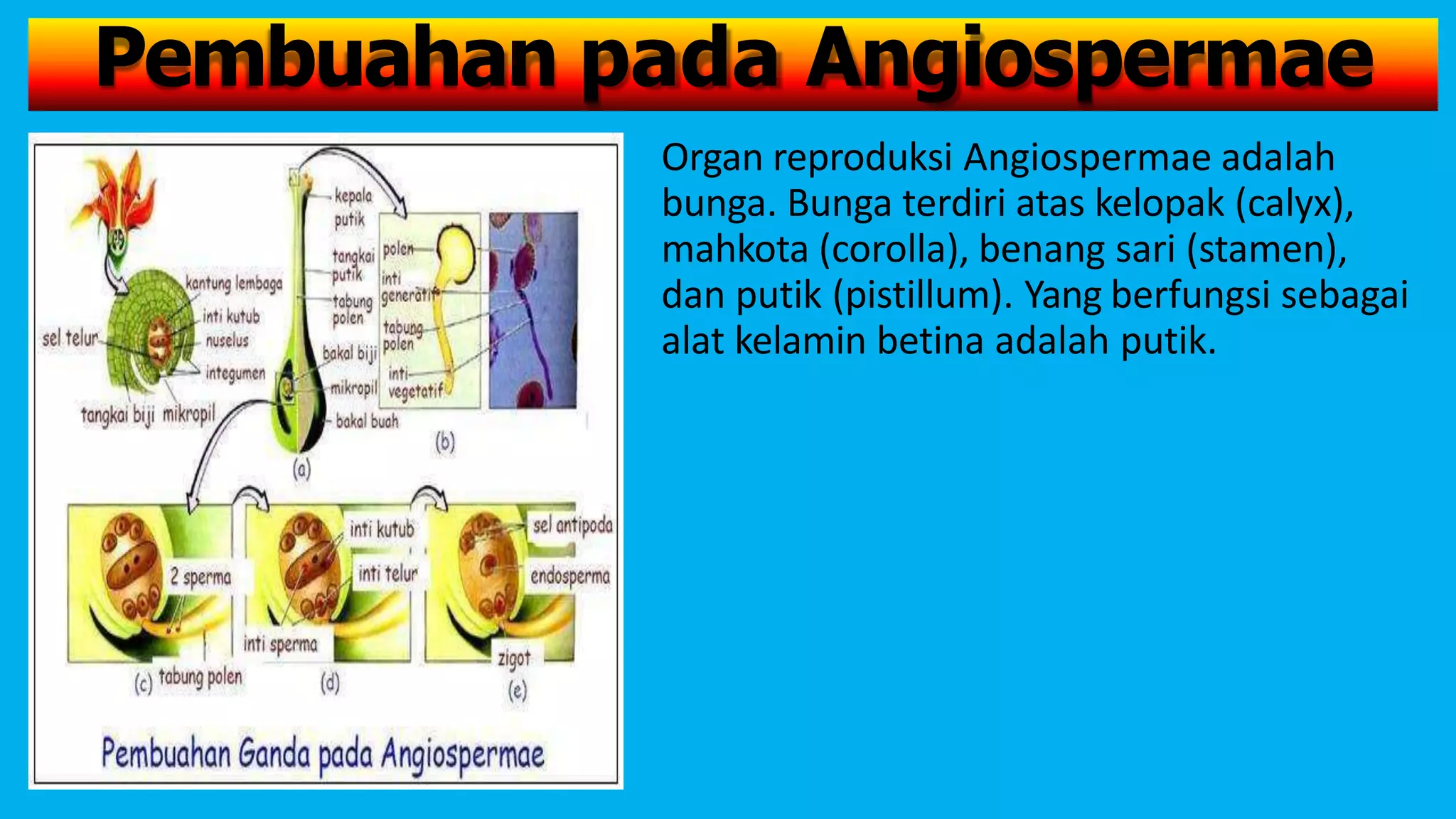 SISTEM REPRODUKSI TUMBUHAN DAN HEWAN 1.pptx