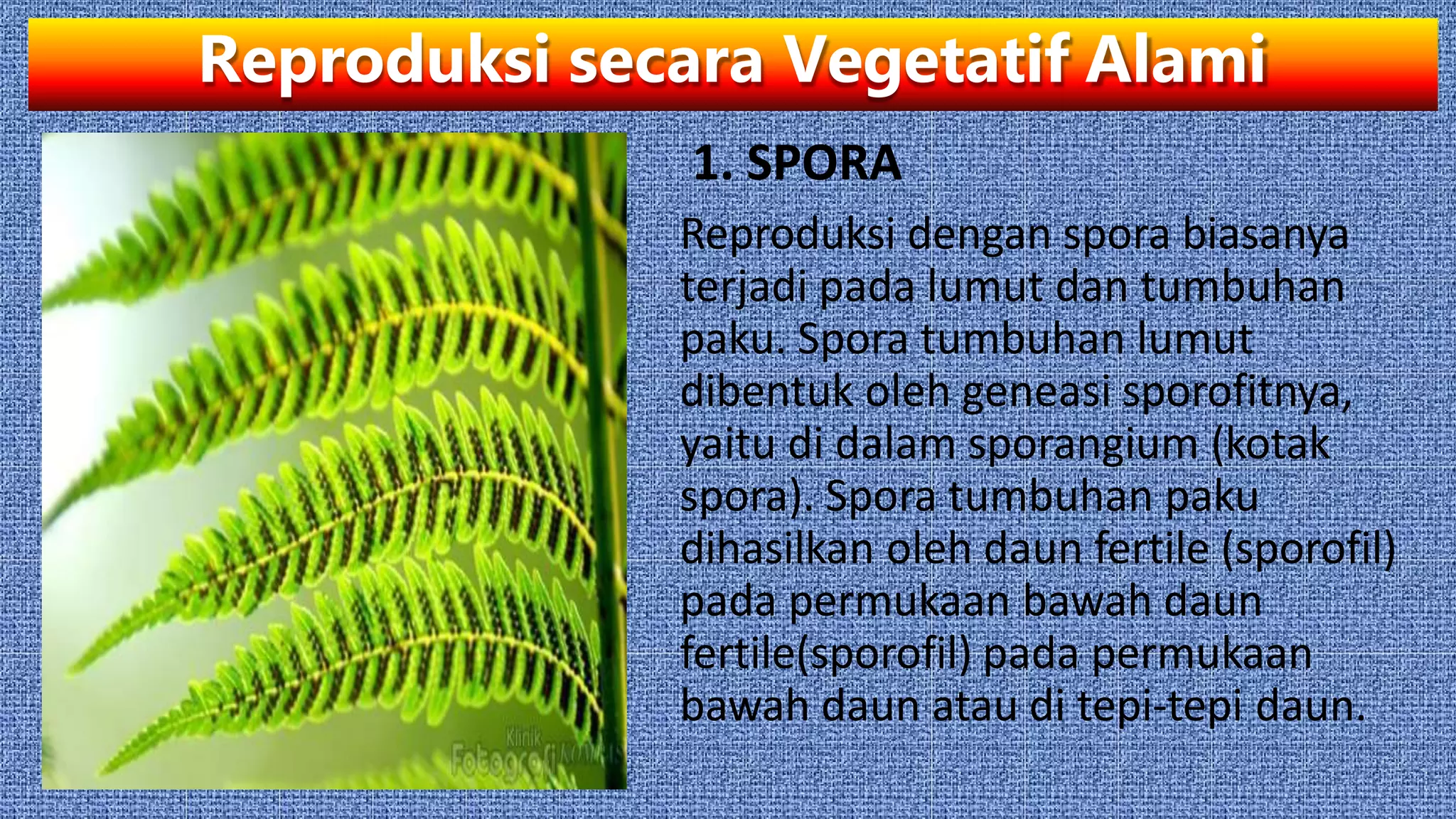 SISTEM REPRODUKSI TUMBUHAN DAN HEWAN 1.pptx