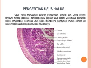 SISTEM REPRODUKSI dalam usus manusia (USUS HALUS).pptx
