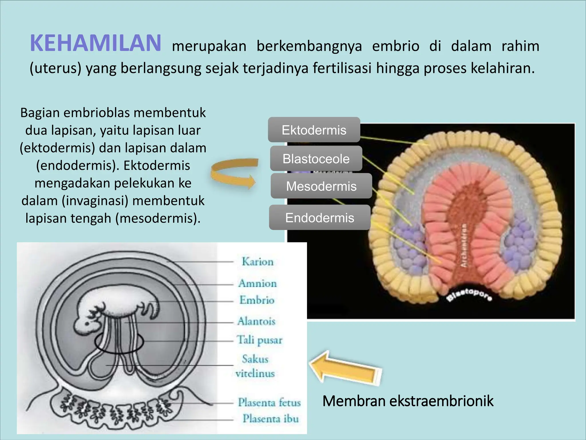 Sistem Reproduksi Wanita, Sistem Reproduksi Wanita | PPT