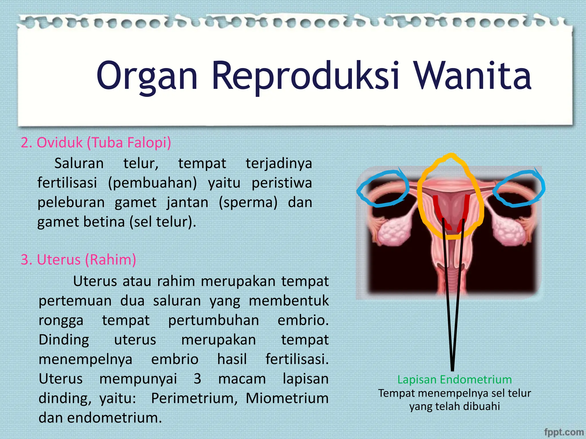Sistem Reproduksi Wanita, Sistem Reproduksi Wanita | PPT