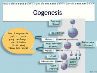 Sistem Reproduksi Wanita, Sistem Reproduksi Wanita | PPT