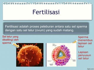 Sistem Reproduksi Wanita, Sistem Reproduksi Wanita | PPT