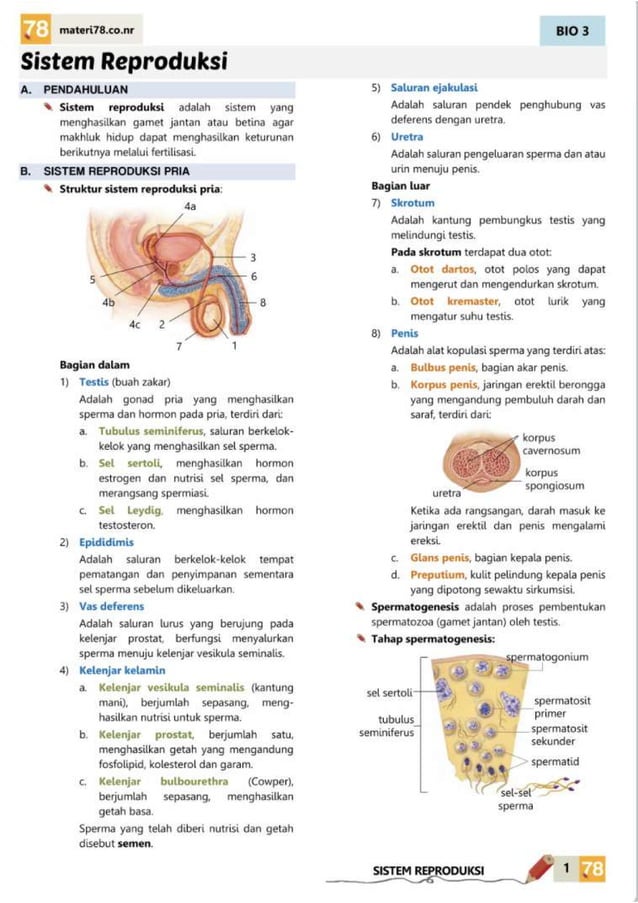 SISTEM REPRODUKSI XI IPA 1 - XI IPA 5.pdf