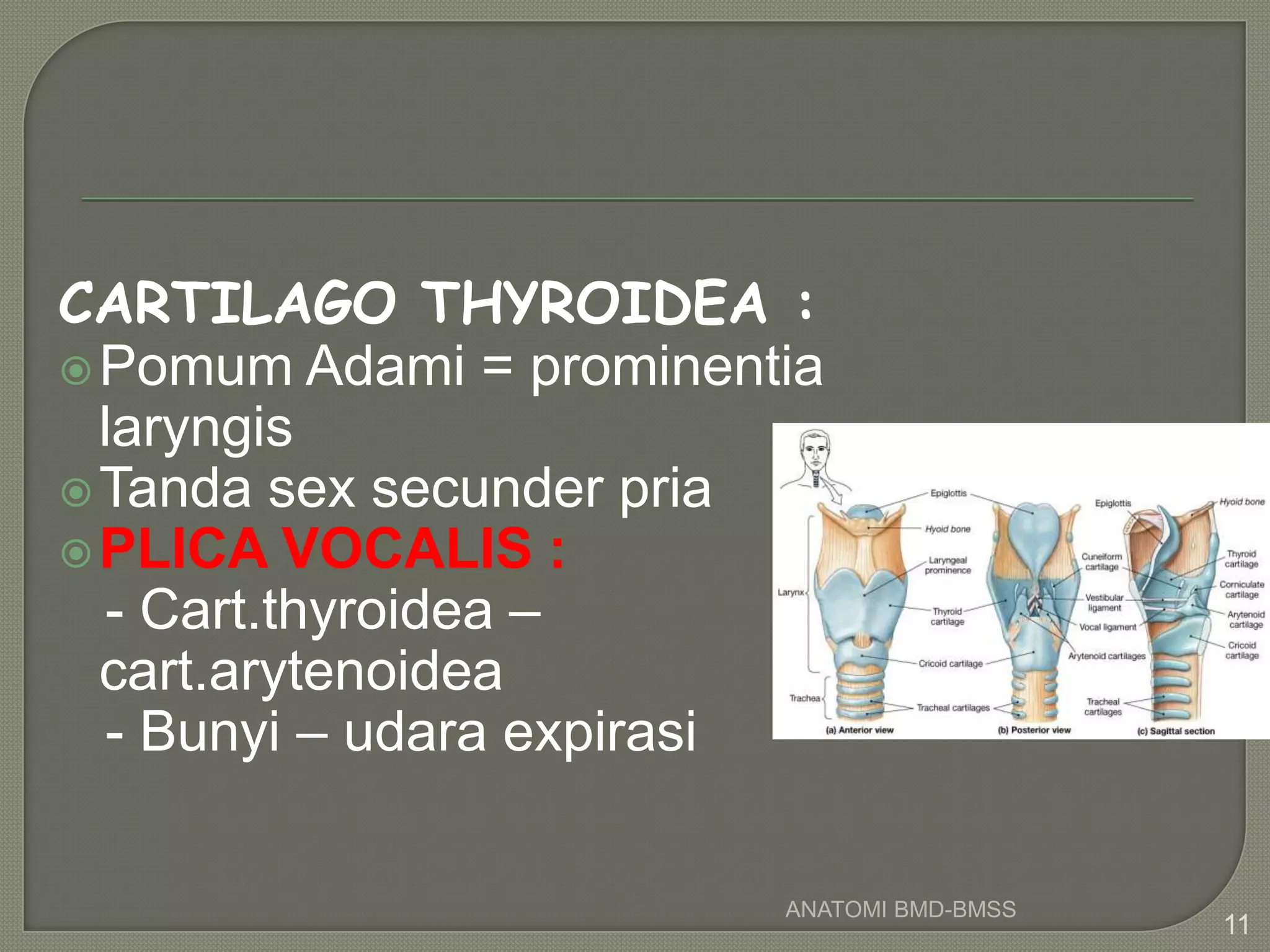 Sistem respirasi | PPTX